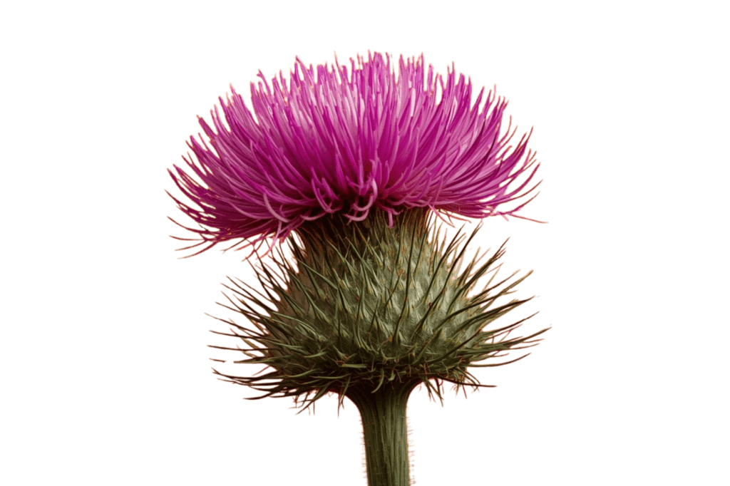 Milk Thistle Transparent Image PNG | Free & High Resolution