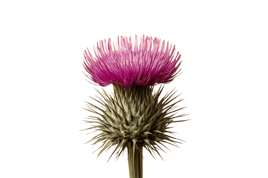 Milk Thistle Transparent Image PNG | Free & High Resolution